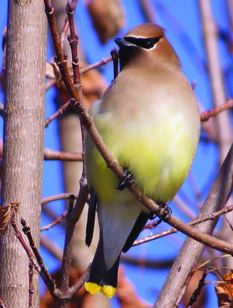 CRYSTAL COCKMAN COLUMN: The fantastic world of cedar waxwings - The ...