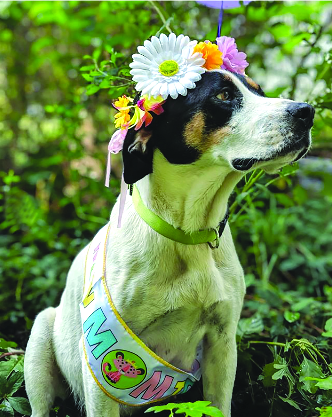 Dog Days of Motherhood: Rescue dog delivers 12 puppies - The Stanly ...