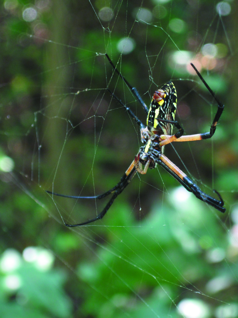 Crystal Cockman Column: Garden spiders - The Stanly News & Press | The ...