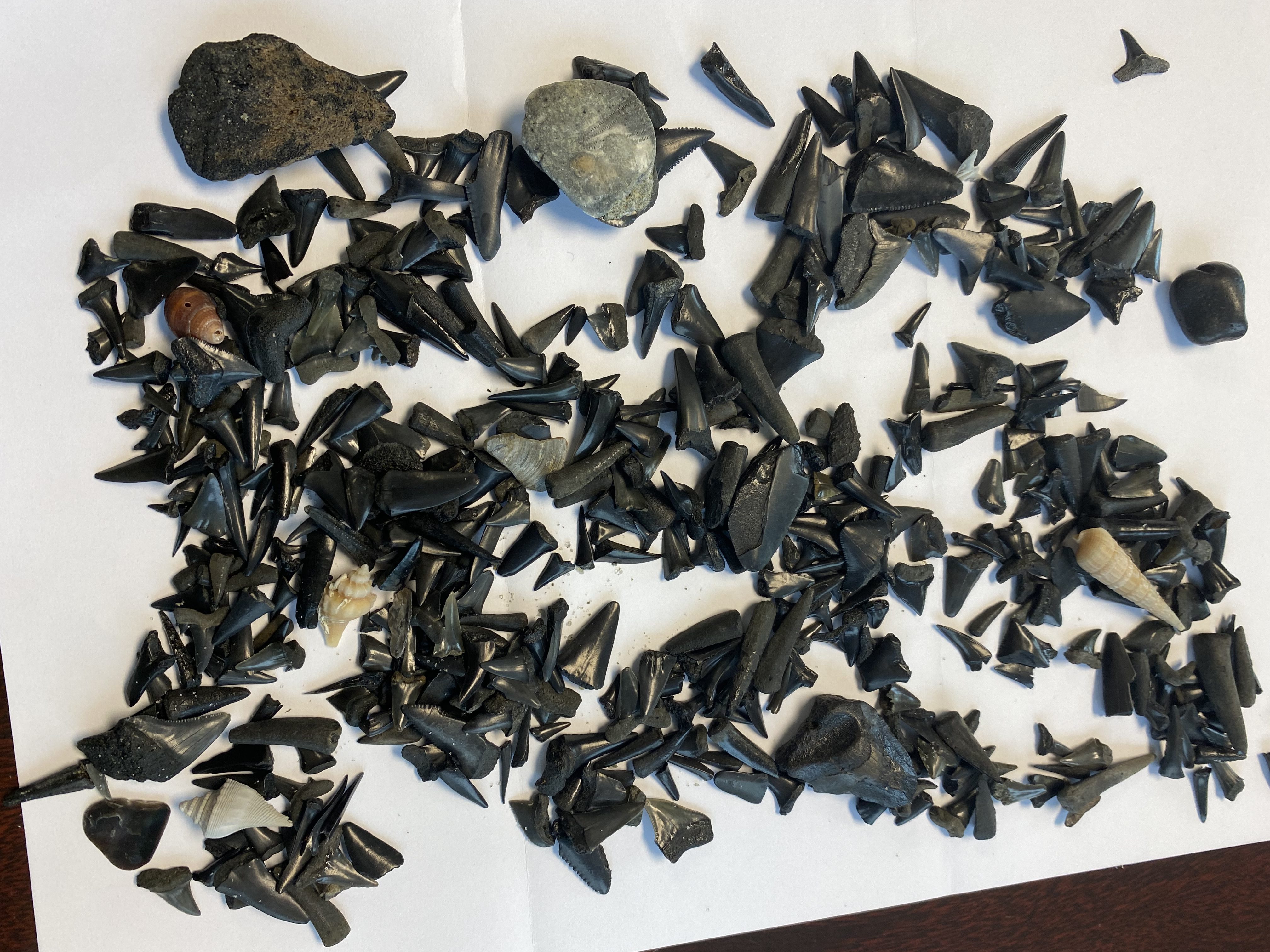 After about 60 years of searching, Albemarle woman recently discovered ...