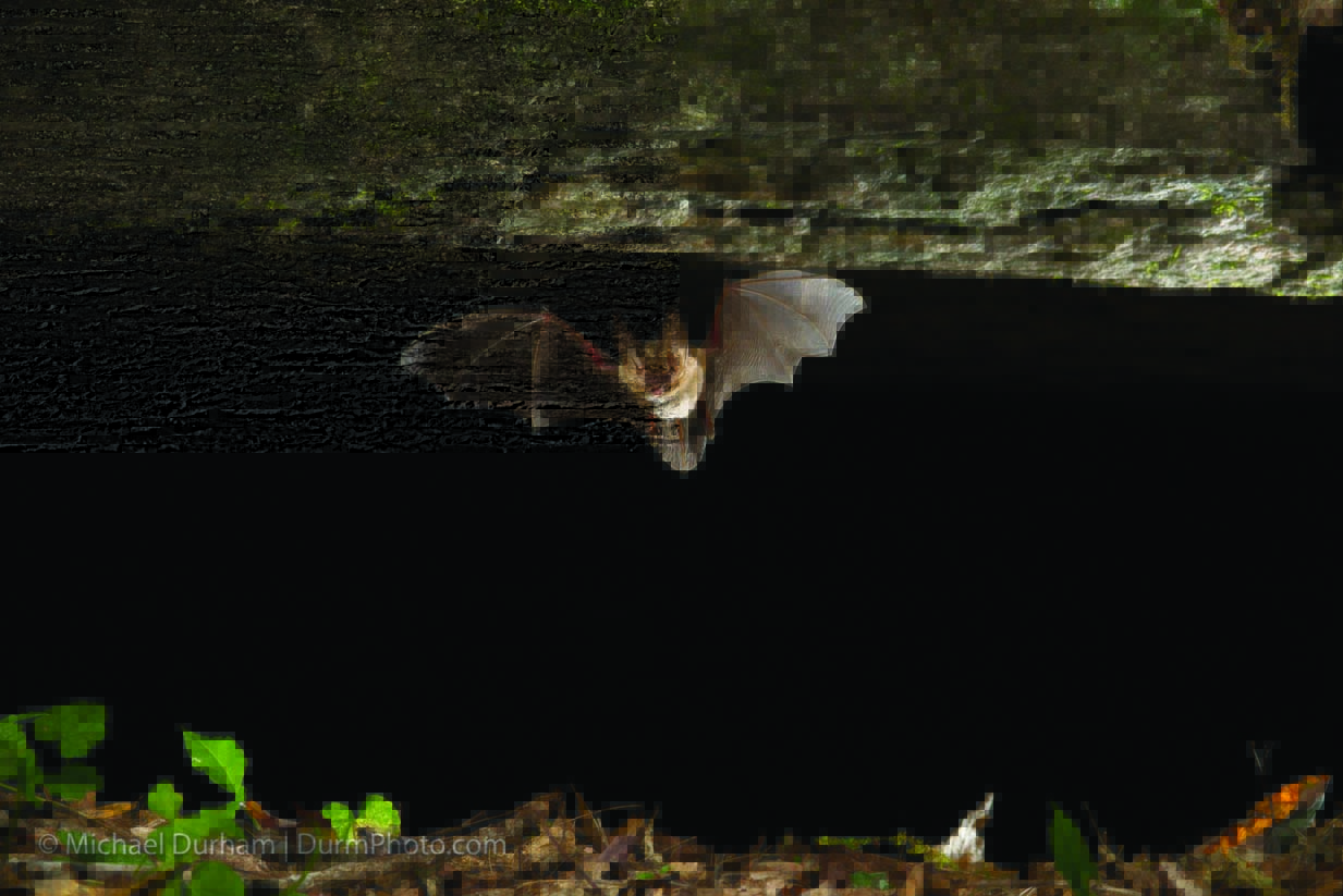 STATE: WRC requests public support of endangered bat | The Stanly News ...